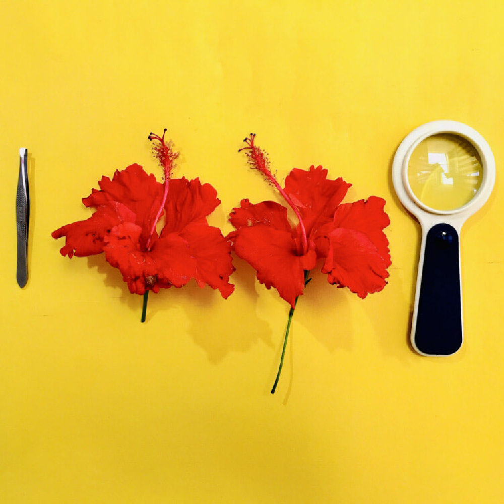 Exploring A Flower - DIY